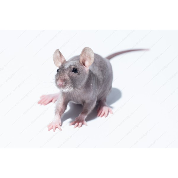 Comprar Rata Calva - Ratas Egipcias | Animales exóticos | Mascotas Algama